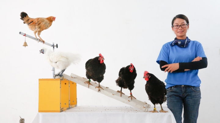 Hens acquire specialized skills under chicken whisperer - China Plus