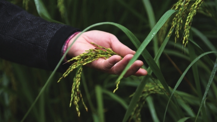 Chinese researchers find 'secret weapon' of weed - China Plus