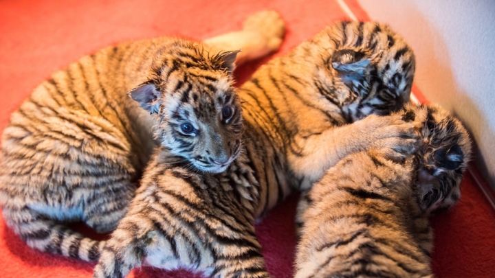 South China tiger triplets meet public in Hangzhou - China Plus