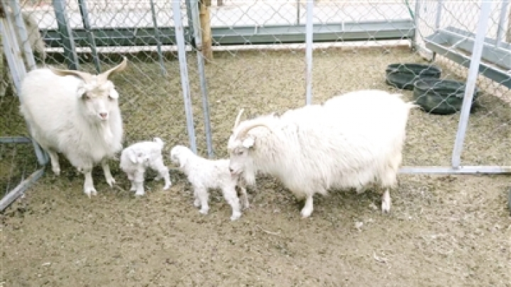 Progeny of world's first cloned cashmere goat born in China - China Plus