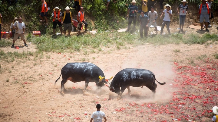 Bullfighting held in Guizhou - China Plus