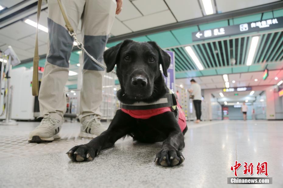 Guide dog appears in Xi'an's subway for training - China Plus