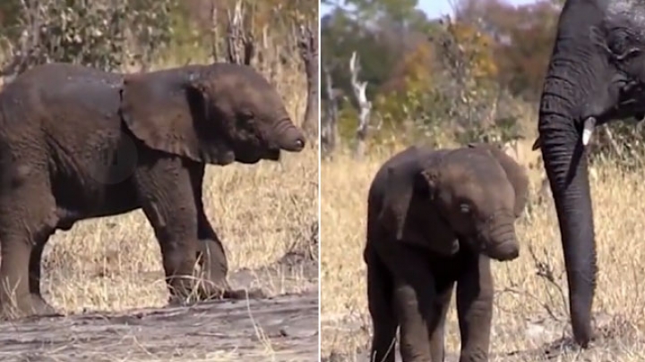 A baby elephant without trunk in South Africa fights for survival ...