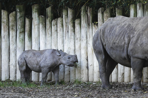 Baby rhino bites tip of man's finger during zoo tour - China Plus