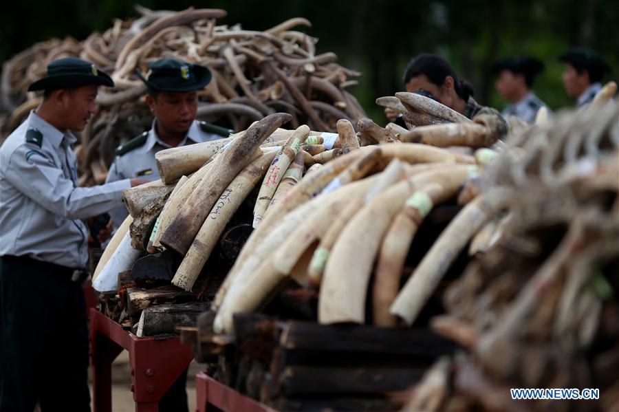 Myanmar burns confiscated elephant ivory to combat illegal trade ...