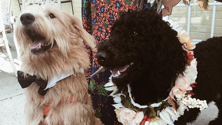 Two dogs get married at care home - China Plus