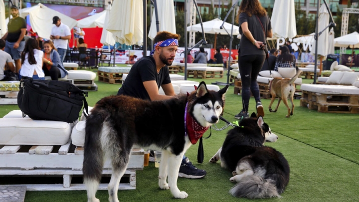 Dogs’ Festival held in Lebanon - China Plus