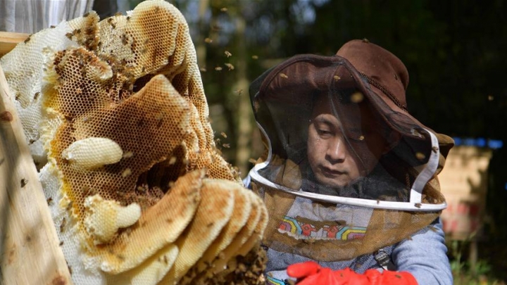 Bee farmers in China's Hubei - China Plus