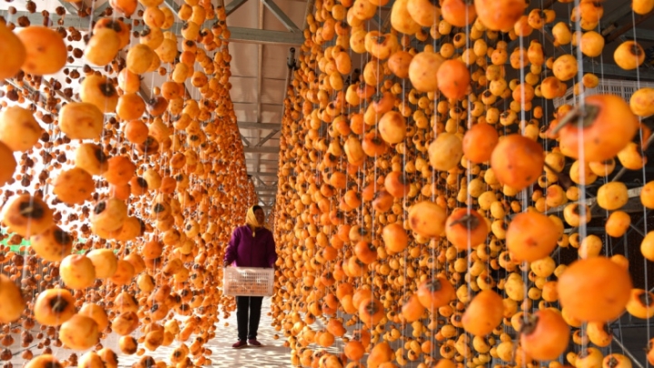 The beautiful scenes of drying persimmon - China Plus