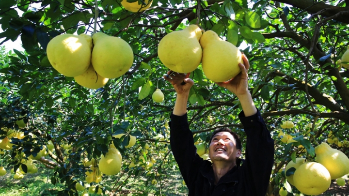 Pomelo harvest in South China's Guangxi - China Plus