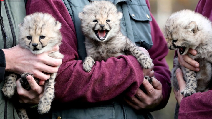 Baby cheetah triplets make debut in German zoo - China Plus