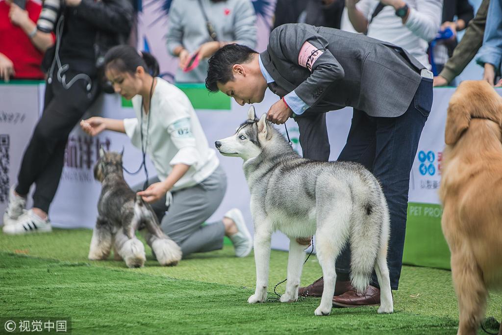 Dog beauty contest held in SW China - China Plus
