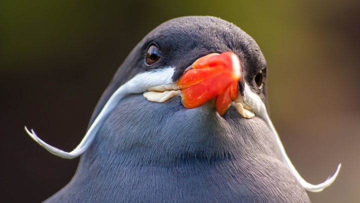 Animals with moustache mark Movember - China Plus