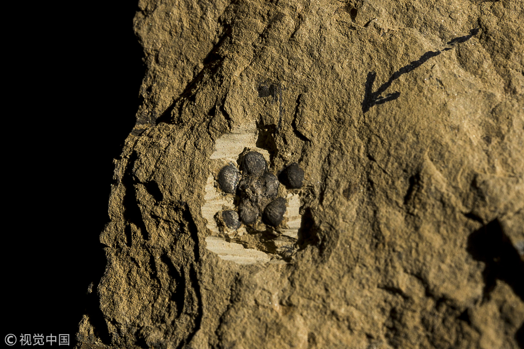 World's oldest flower dating back to Early Jurassic period found in ...