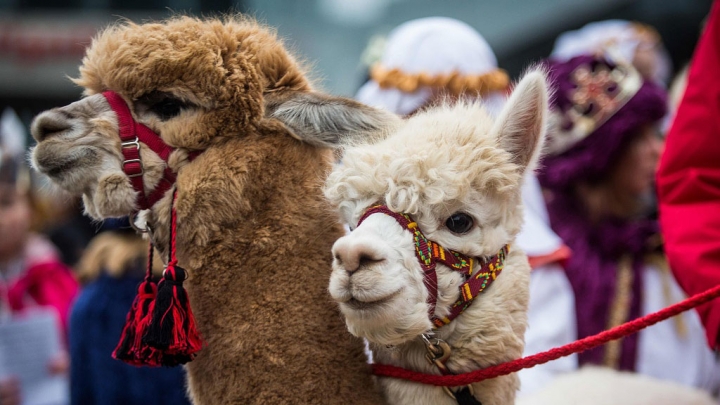 Alpacas join in charity event in Germany - China Plus