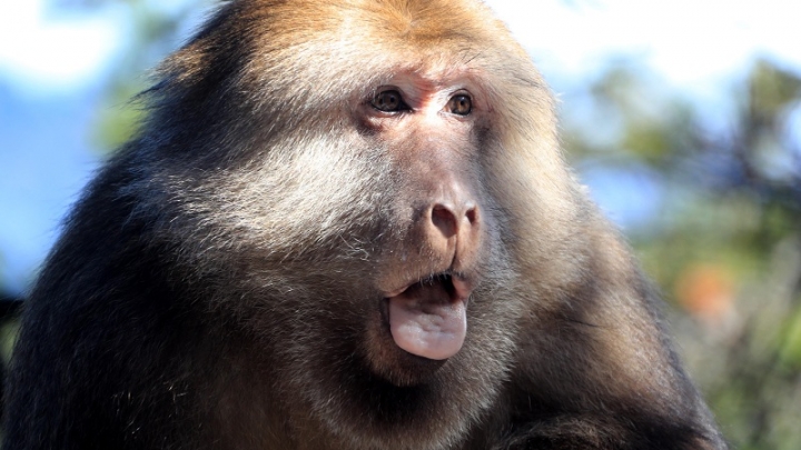 Learn how to make monkey faces - China Plus