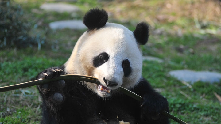 Chinese scientists discover self-healing mechanism of giant pandas ...