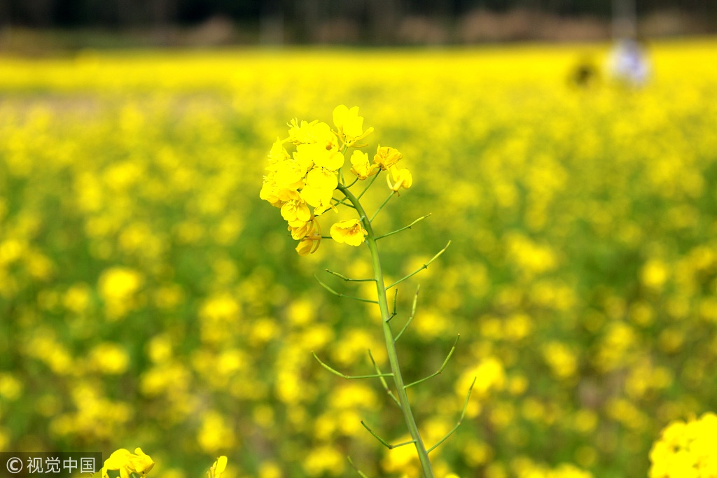 Canola flowers blossoming in southern China - China Plus