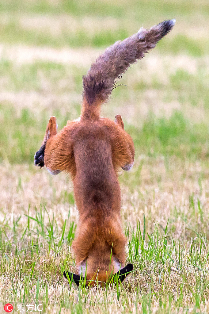 Fox snapped doing headstand to catch voles - China Plus