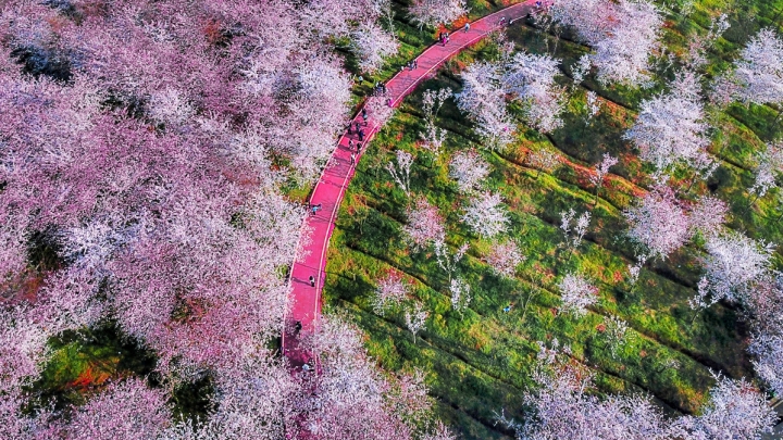 Tourists flock to massive cherry tree grove in Guizhou - China Plus