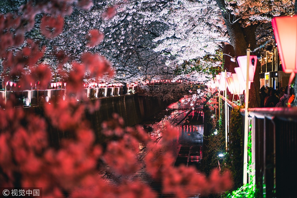 Lanterns light up cherry blossoms at night along Tokyo river - China Plus