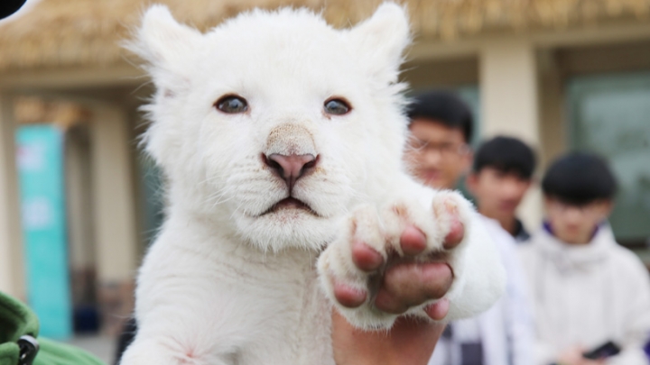 White lion cub meets the public for the first time in Jiangsu - China Plus