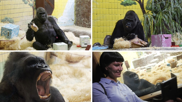 Kiev Zoo celebrates the birthday of the country's only gorilla - China Plus