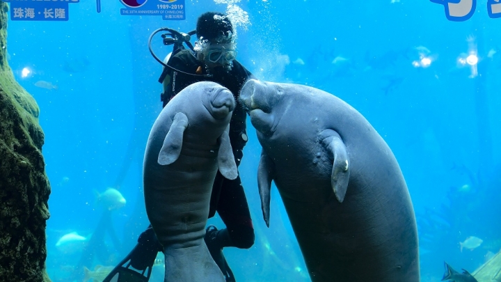 Newborn West African manatee and her mother meet visitors in Zhuhai ...