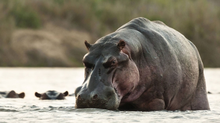 Elderly woman dies after hippo attack in S. Africa - China Plus