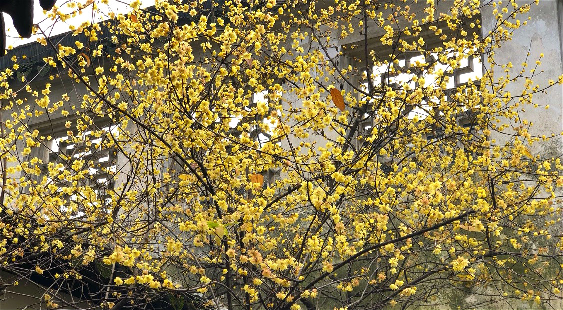 "Wintersweet flower" blossoms in Suzhou - China Plus