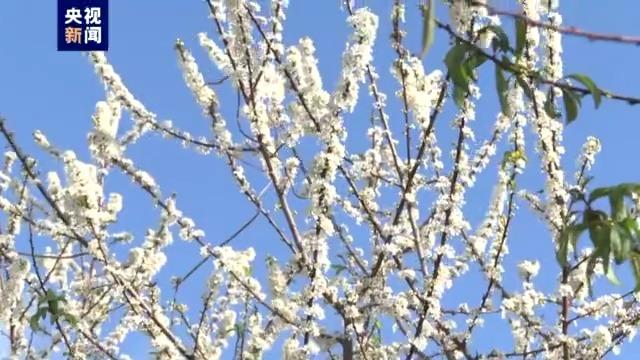 Marea florilor de prun