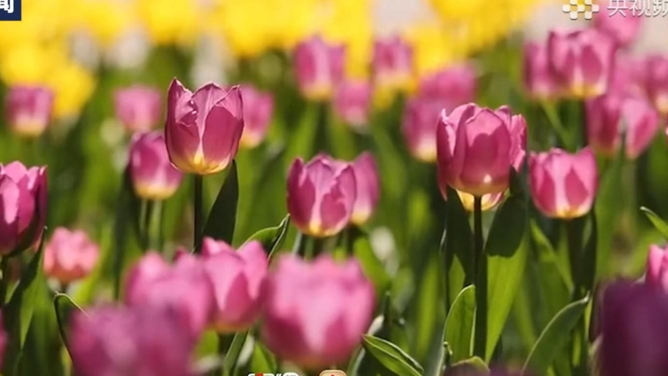 24 de specii de flori