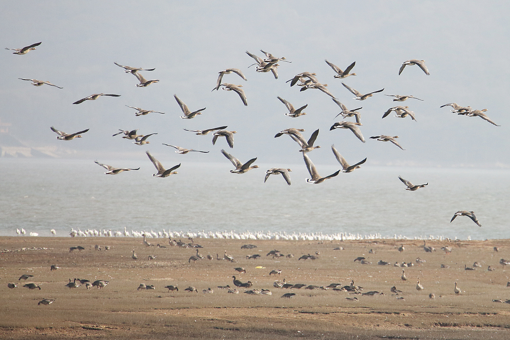 Delta e lumit Yangtze regjistron mbi 1 milion shpendë uji dimërues