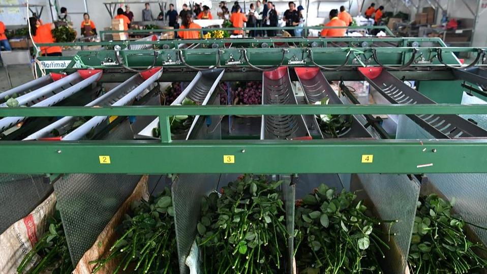 Kina: Rast trgovine poljoprivrednih proizvoda od 4 odsto u prvih sedam ...