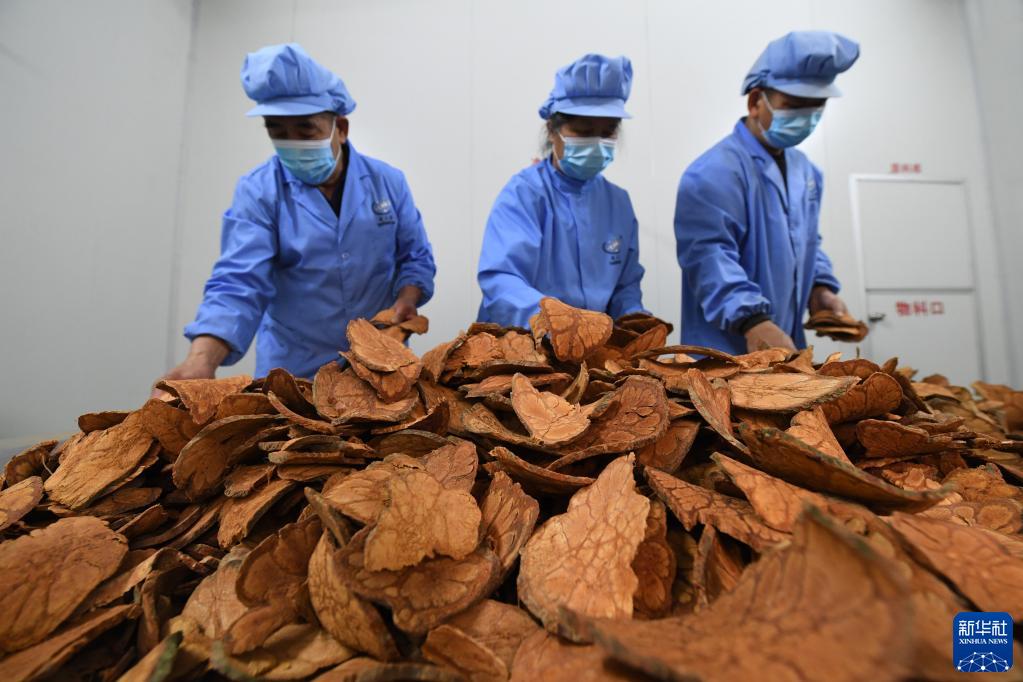 Pengubatan Etnik Yao, Industri Tunjang di Jinxiu