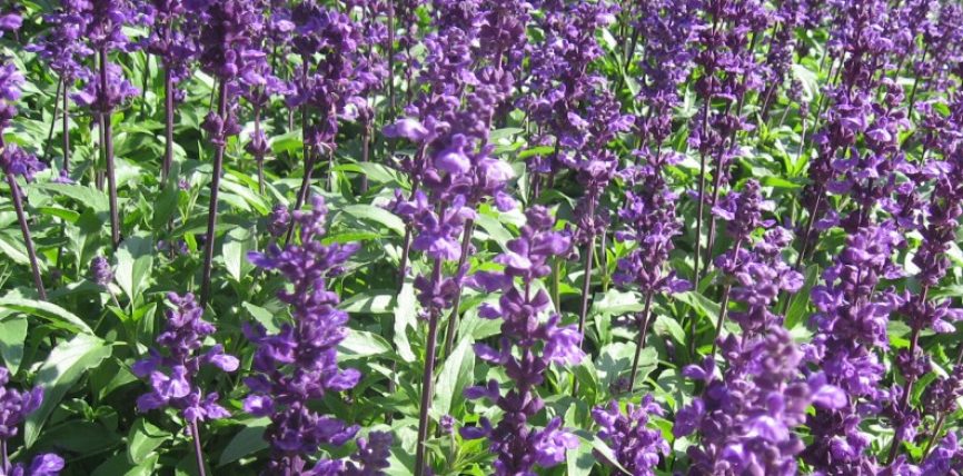 Sherbela kryeson eksportet e bimëve mjekësore të Shqipërisë në BE dhe SHBA