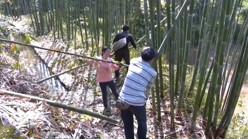 Bambus i rattan odgrywają większą rolę w redukcji emisji dwutlenku węgla
