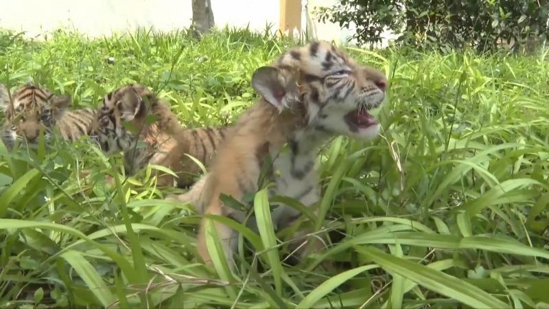 Pięcioraczki tygrysa w ZOO Chongqing po raz pierwszy spotykają turystów